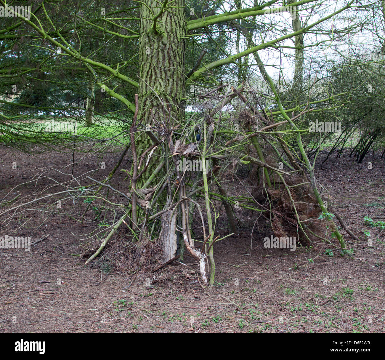 A child's attempt to make a den or camp out of old sticks and branches ...