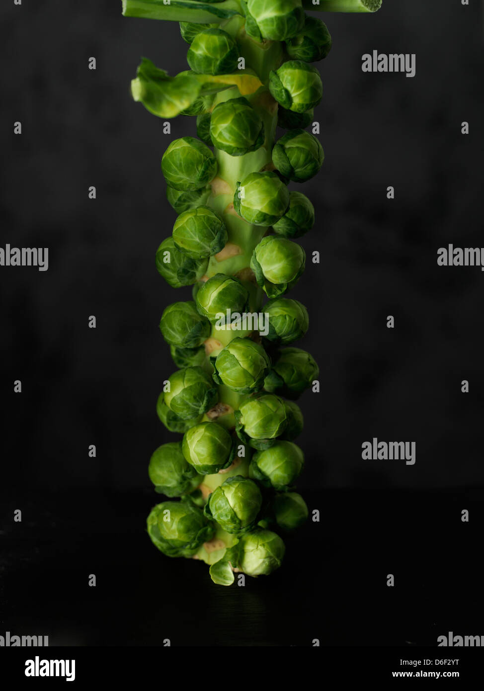 Brussels Sprouts on Stalk Stock Photo - Alamy
