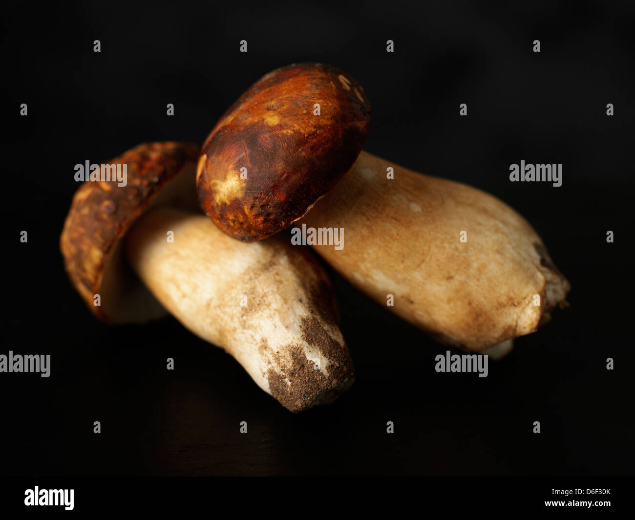 Ceps cut hi-res stock photography and images - Alamy
