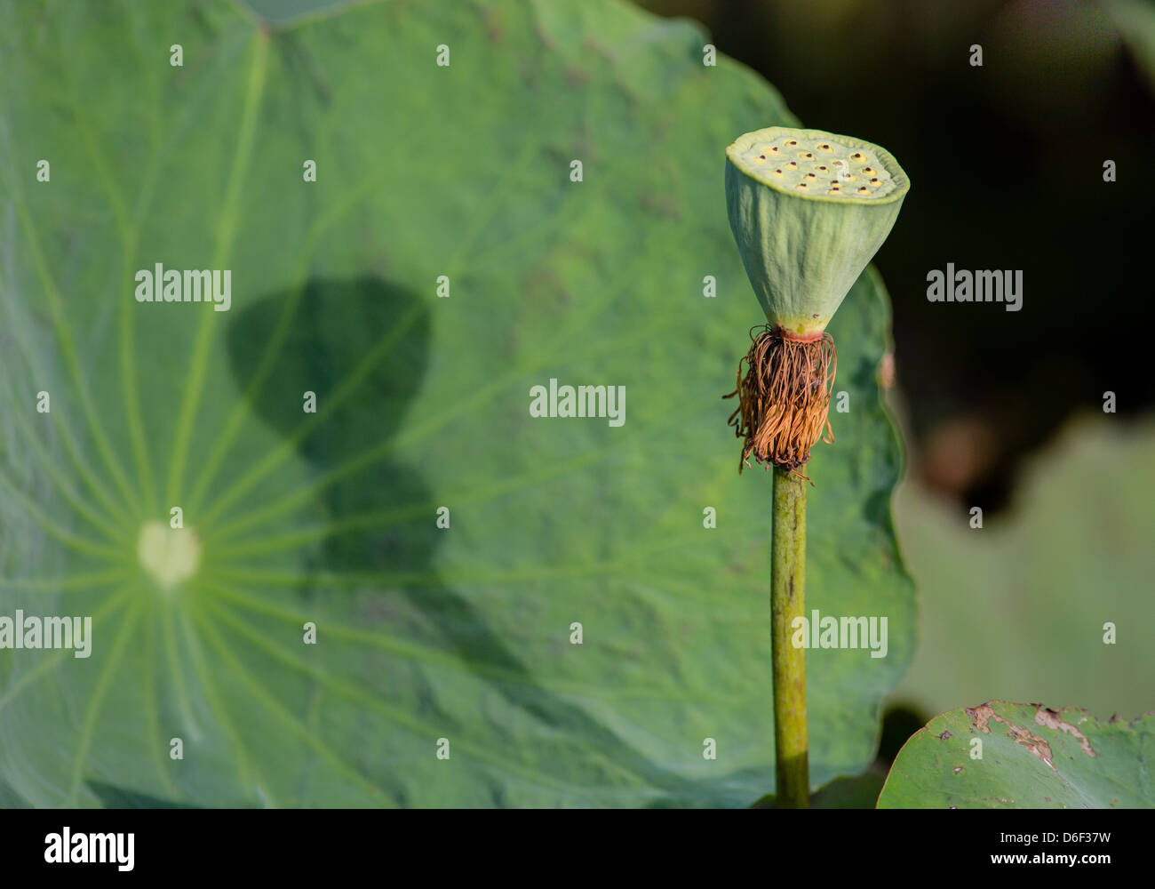 Seed head shadow and leaf of Lotus flower Sabah Borneo Stock Photo - Alamy