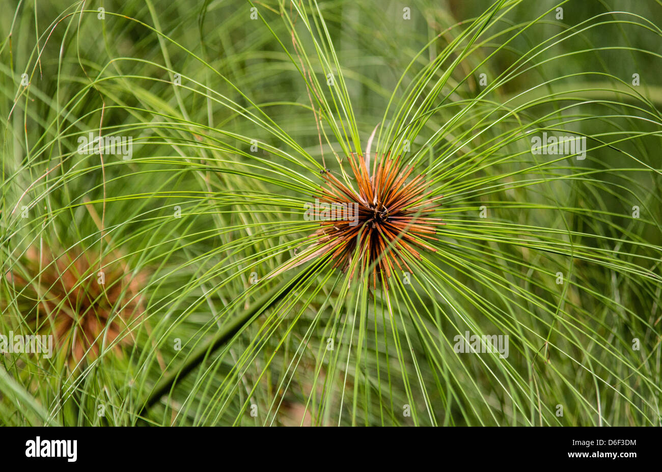 Cyperus Papyrus High Resolution Stock Photography and Images - Alamy