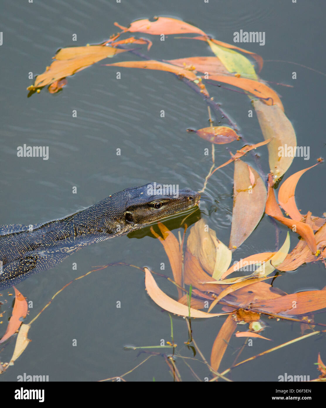 A monitor lizard swimming among floating leaves in a freshwater lake at ...
