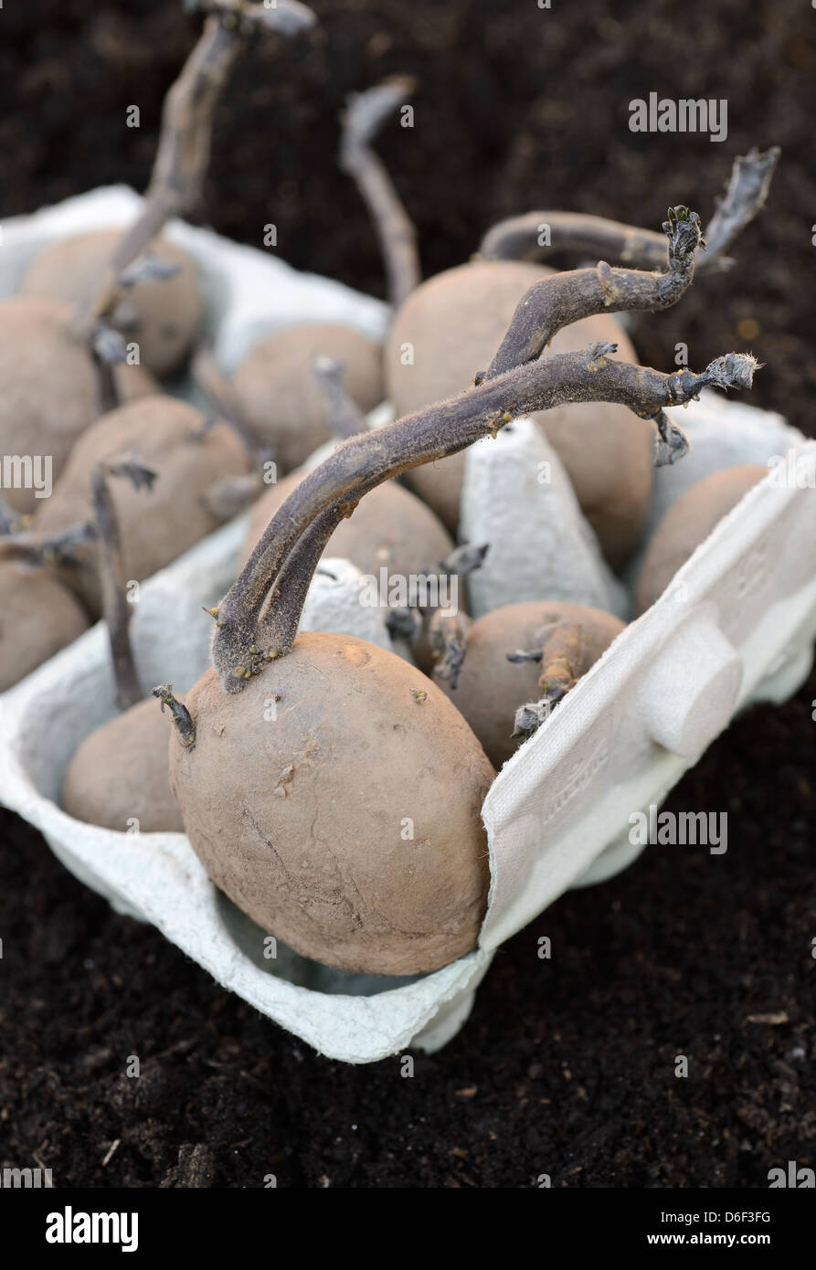 A tray of chitting seed potatoes/ potatos ready for planting in the ...