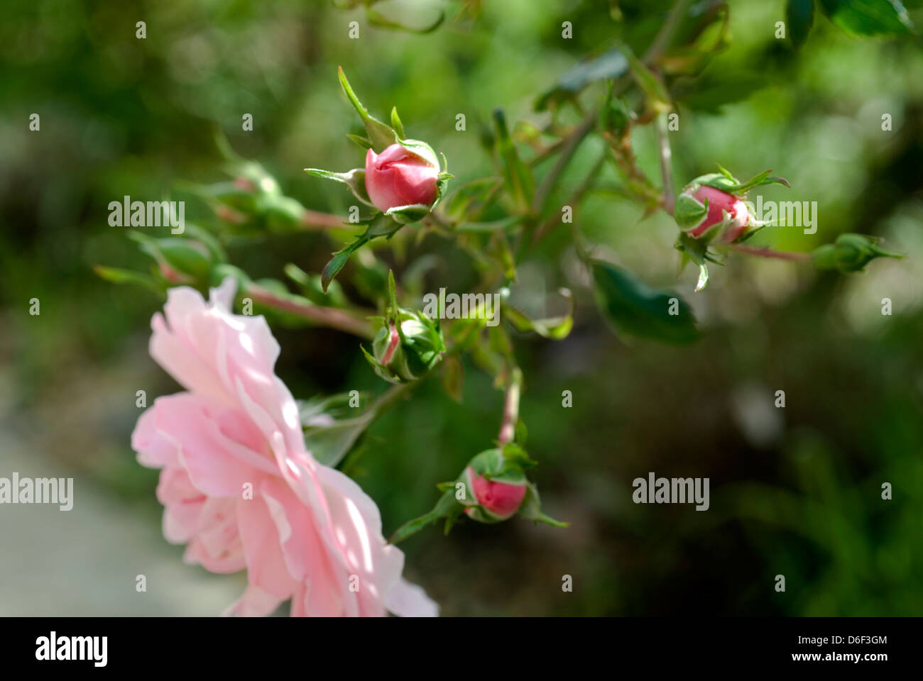 Rosa Bonica Rose Stock Photo - Alamy