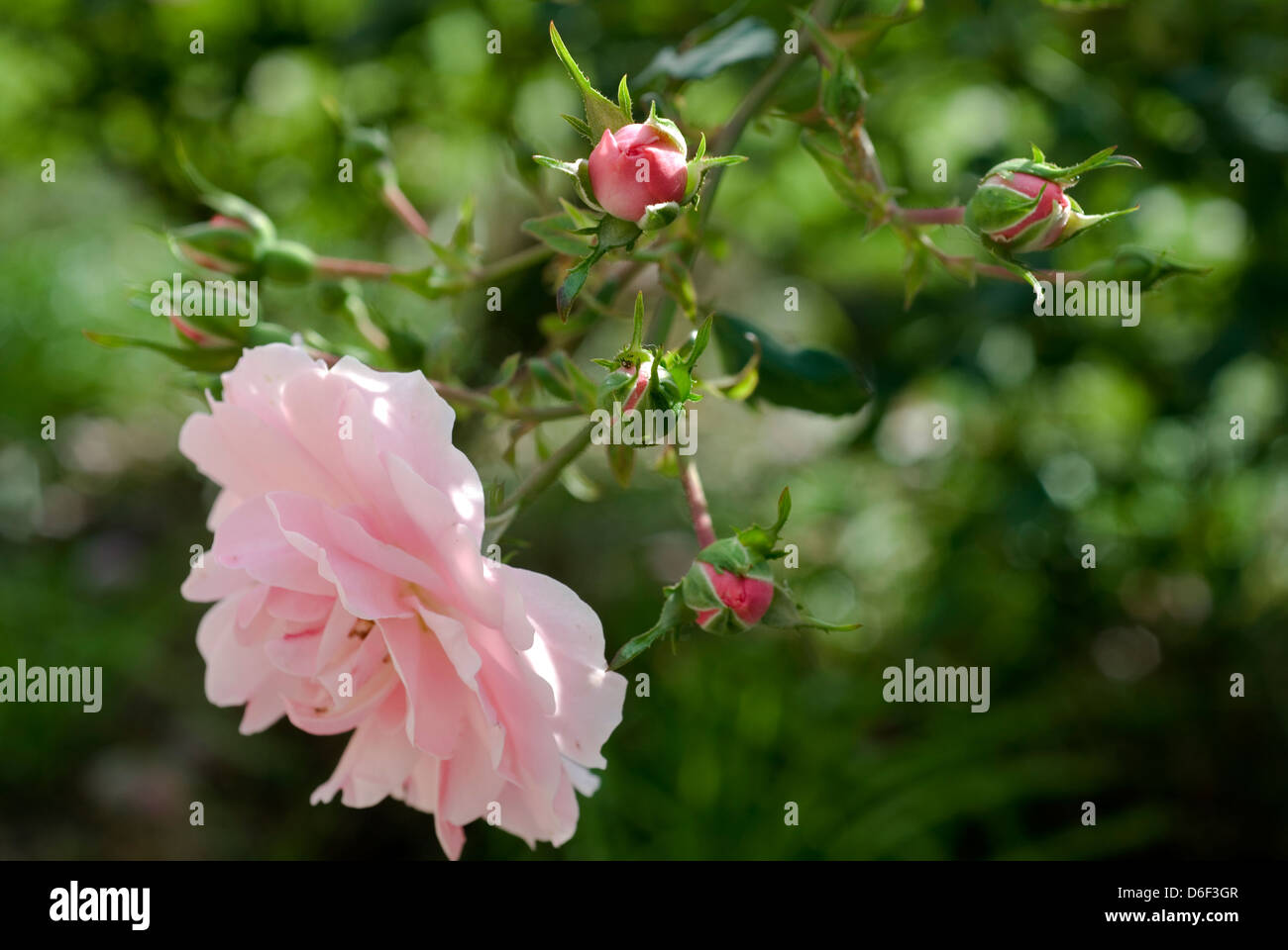 Rosa bonica hi-res stock photography and images - Alamy