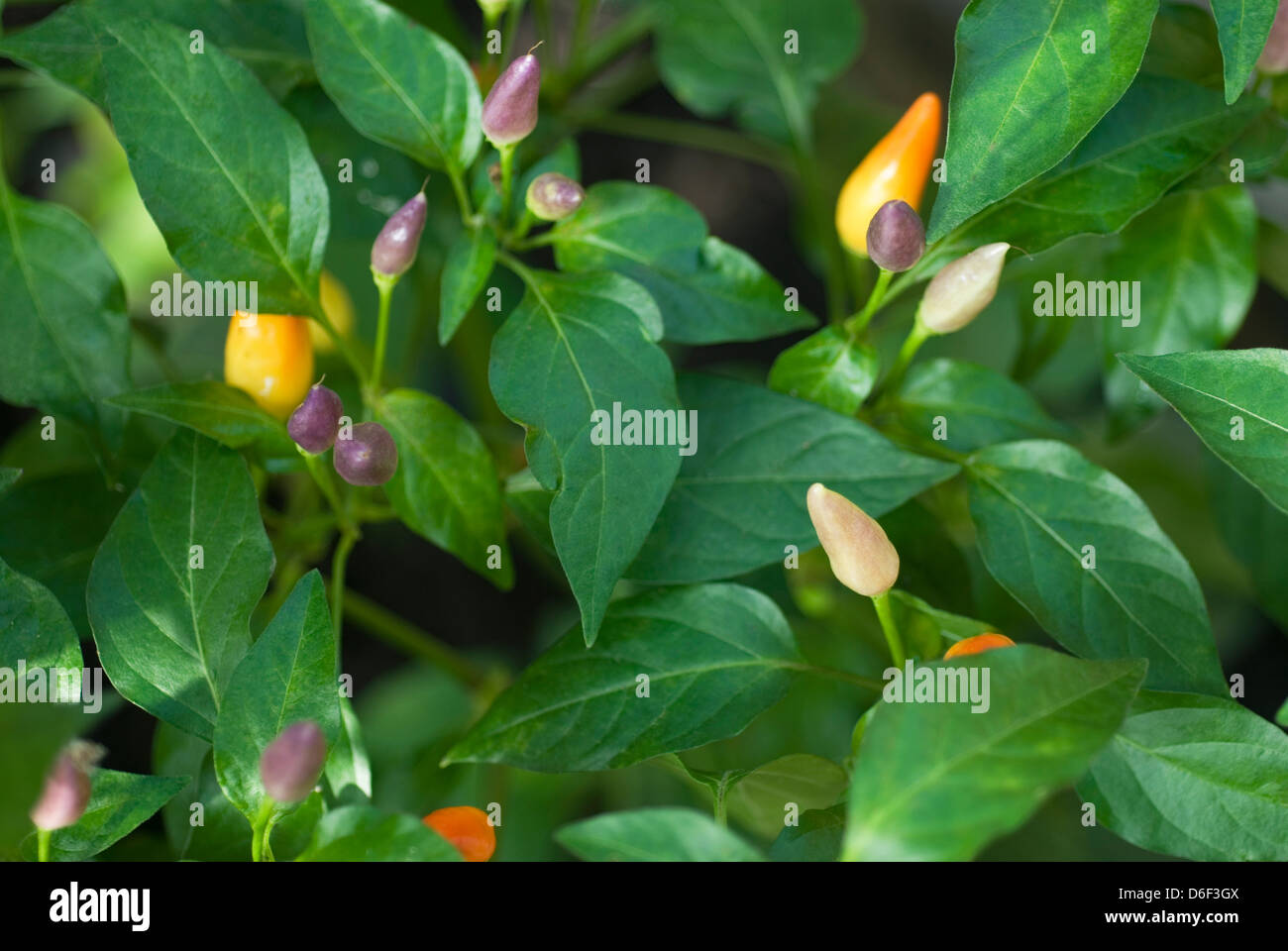 Twilight Chilli Pepper Plant Stock Photo - Alamy