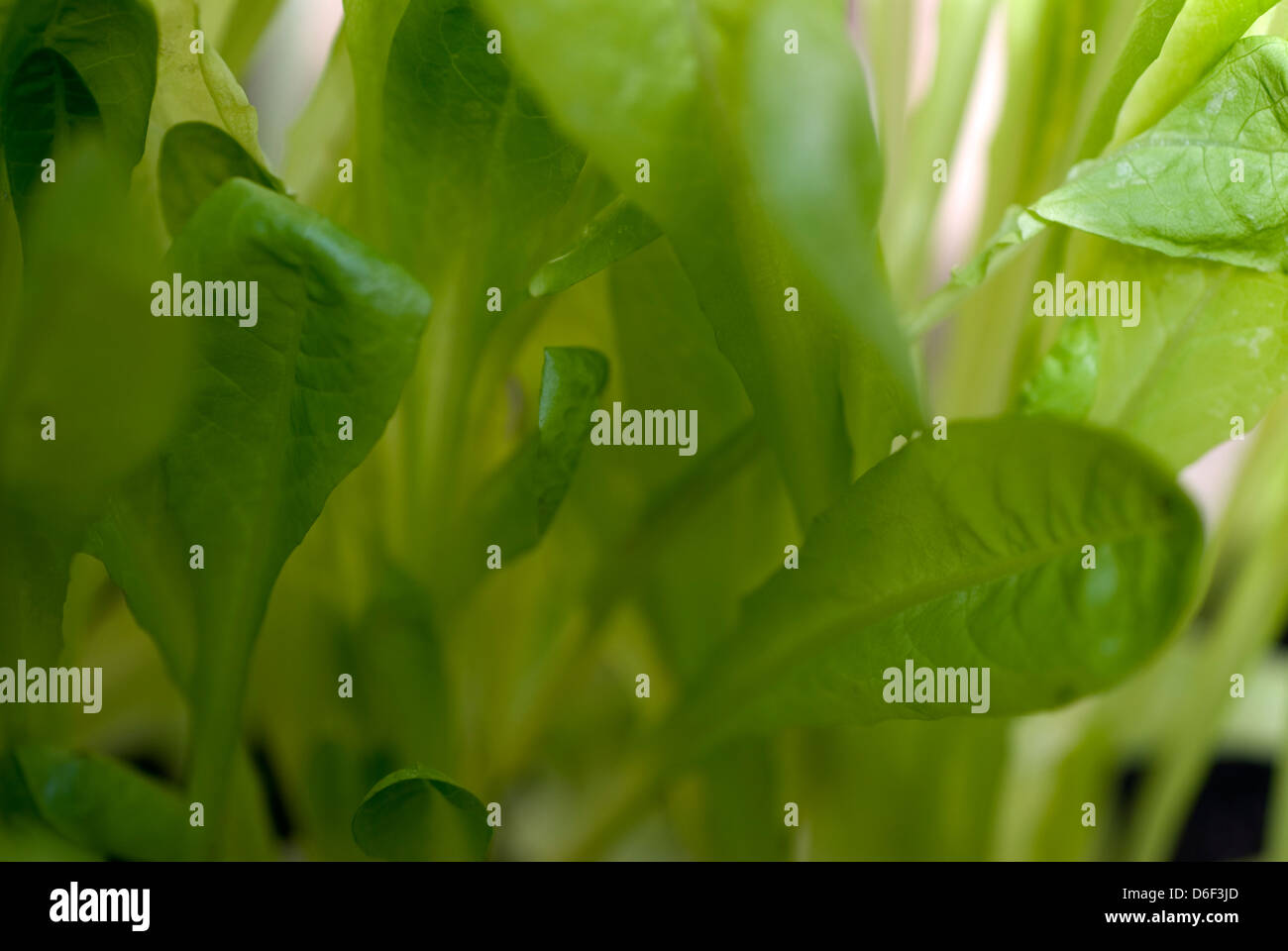 Little Gem Lettuce Plant Stock Photo - Alamy