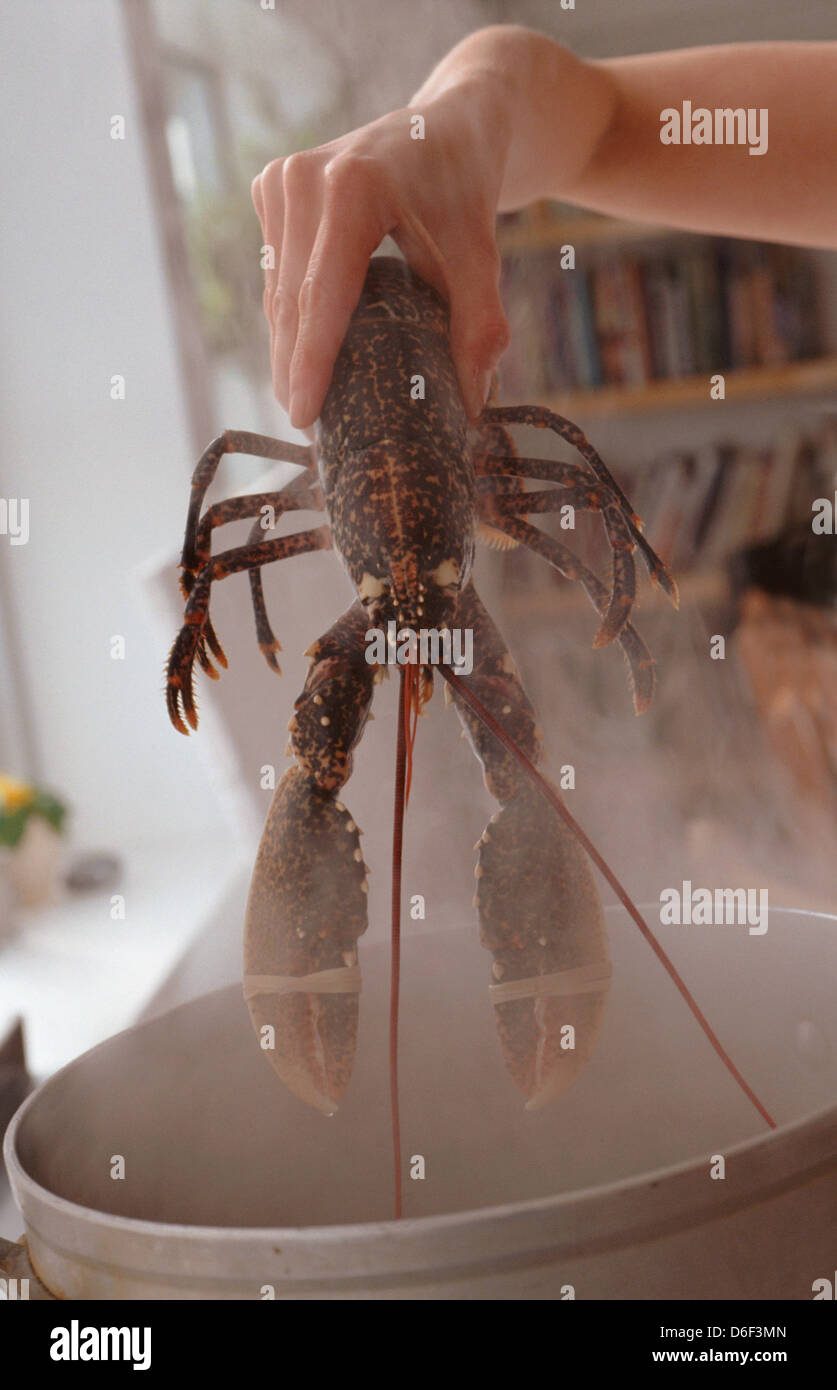 Boiling a Lobster Stock Photo - Alamy