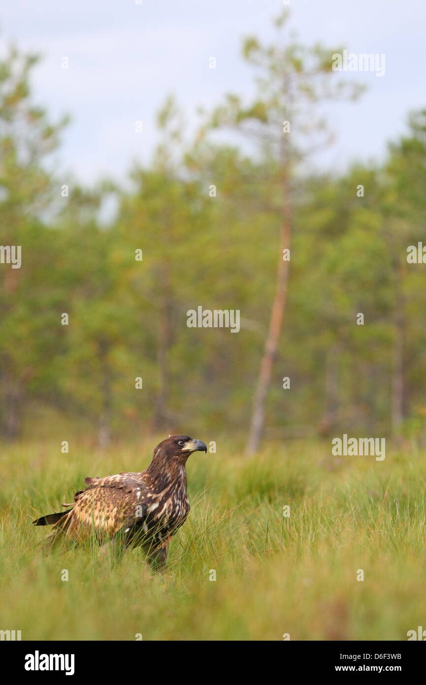 White-tailed Eagle (Haliaeetus albicilla) in bog, Europe Stock Photo ...