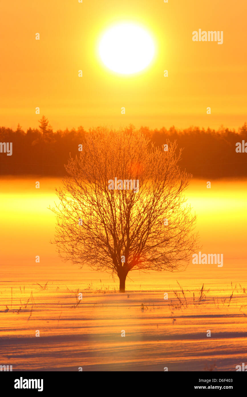 Frost in morning sun hi-res stock photography and images - Alamy