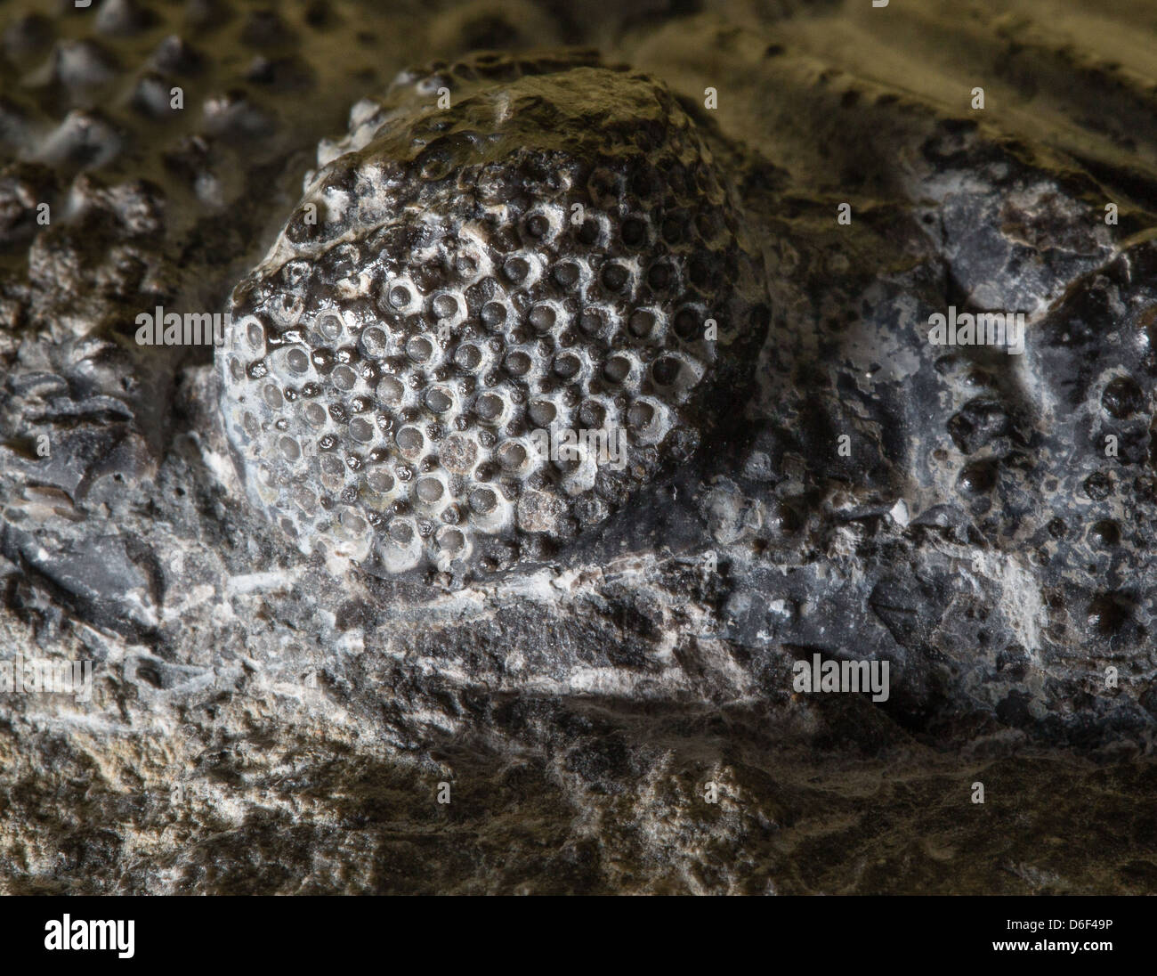 Compound eye hi-res stock photography and images - Alamy