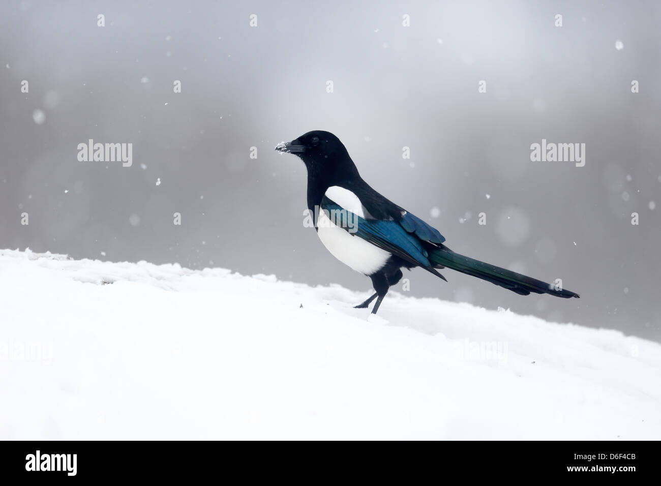 Magpie, Pica pica, single bird in snow, Warwickshire, March 2013 Stock ...