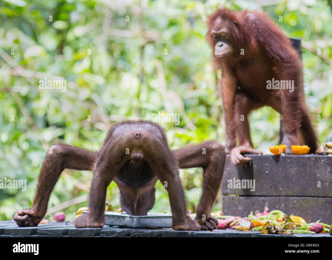 A young Orang shows his best side while drinking milk at Sepilok ...