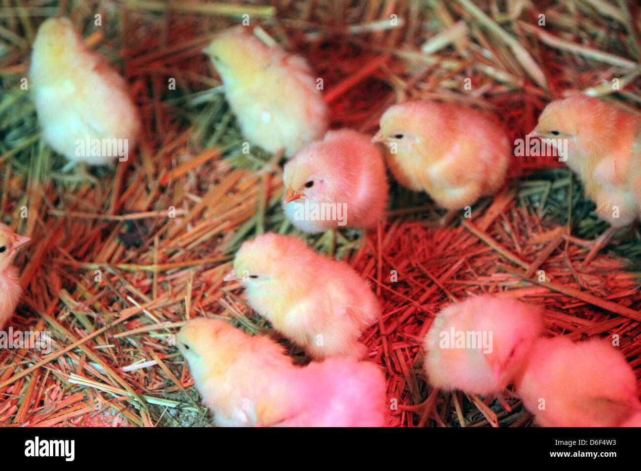 Handewitt, Germany, Huehnerkueken under a red light lamp Stock Photo ...