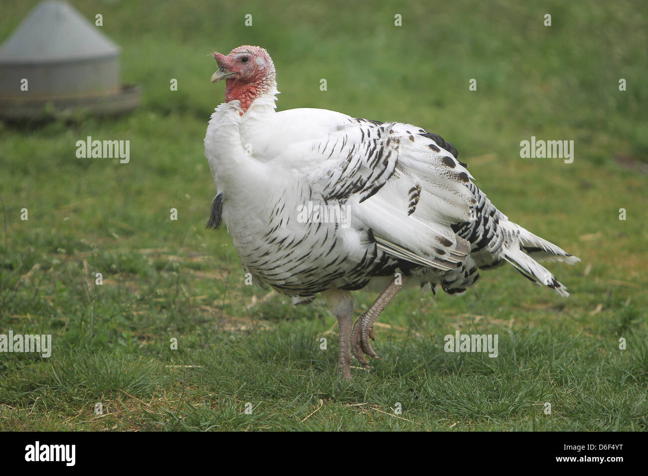 Handewitt, Germany, a turkey on a meadow Stock Photo - Alamy