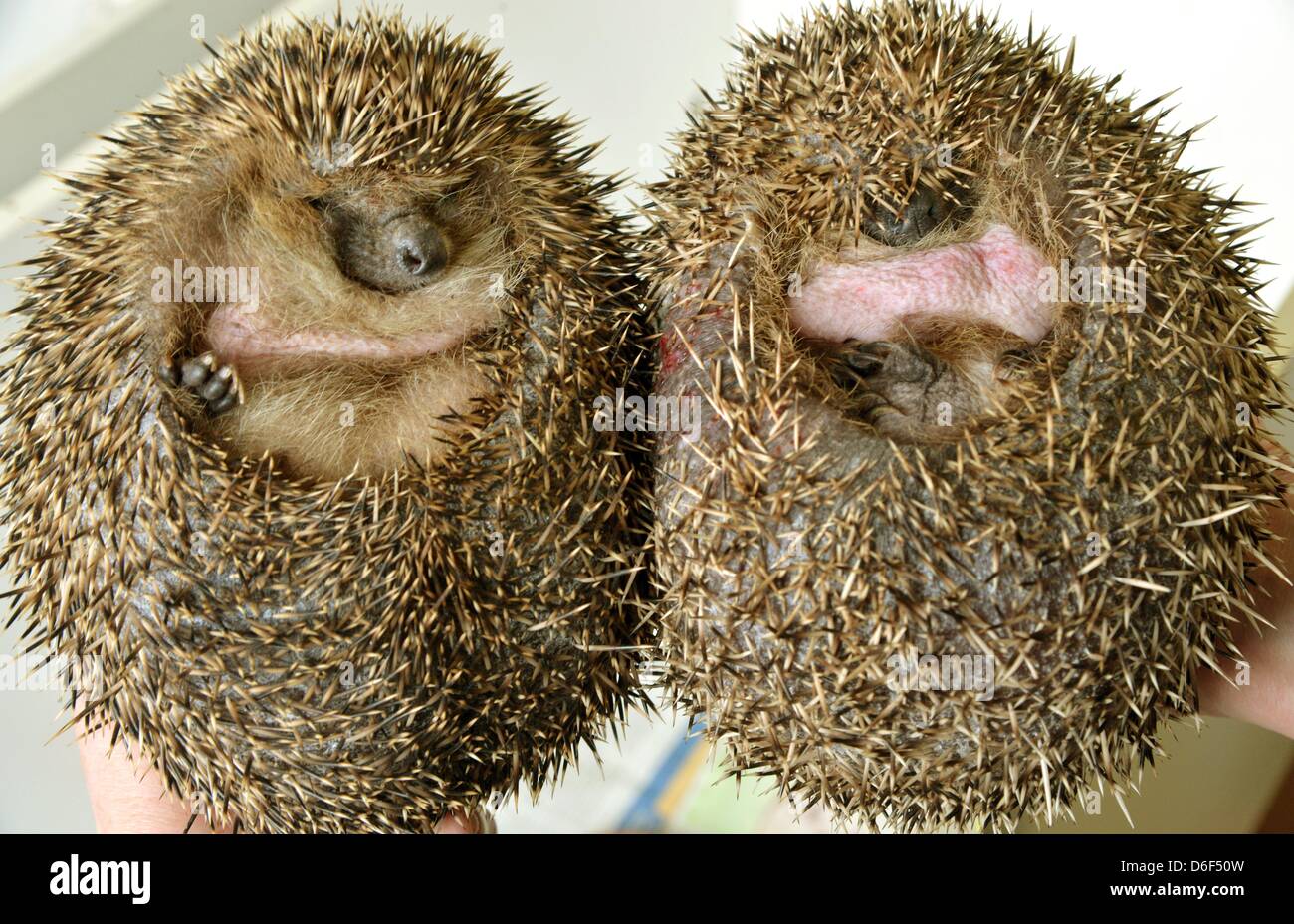 Hedgehogs winter hi-res stock photography and images - Alamy