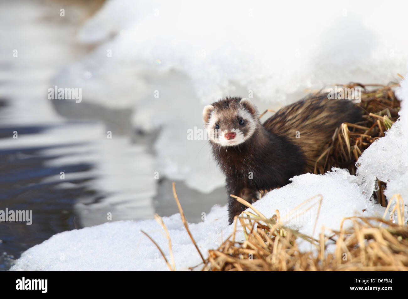 Polecat winter uk hi-res stock photography and images - Alamy