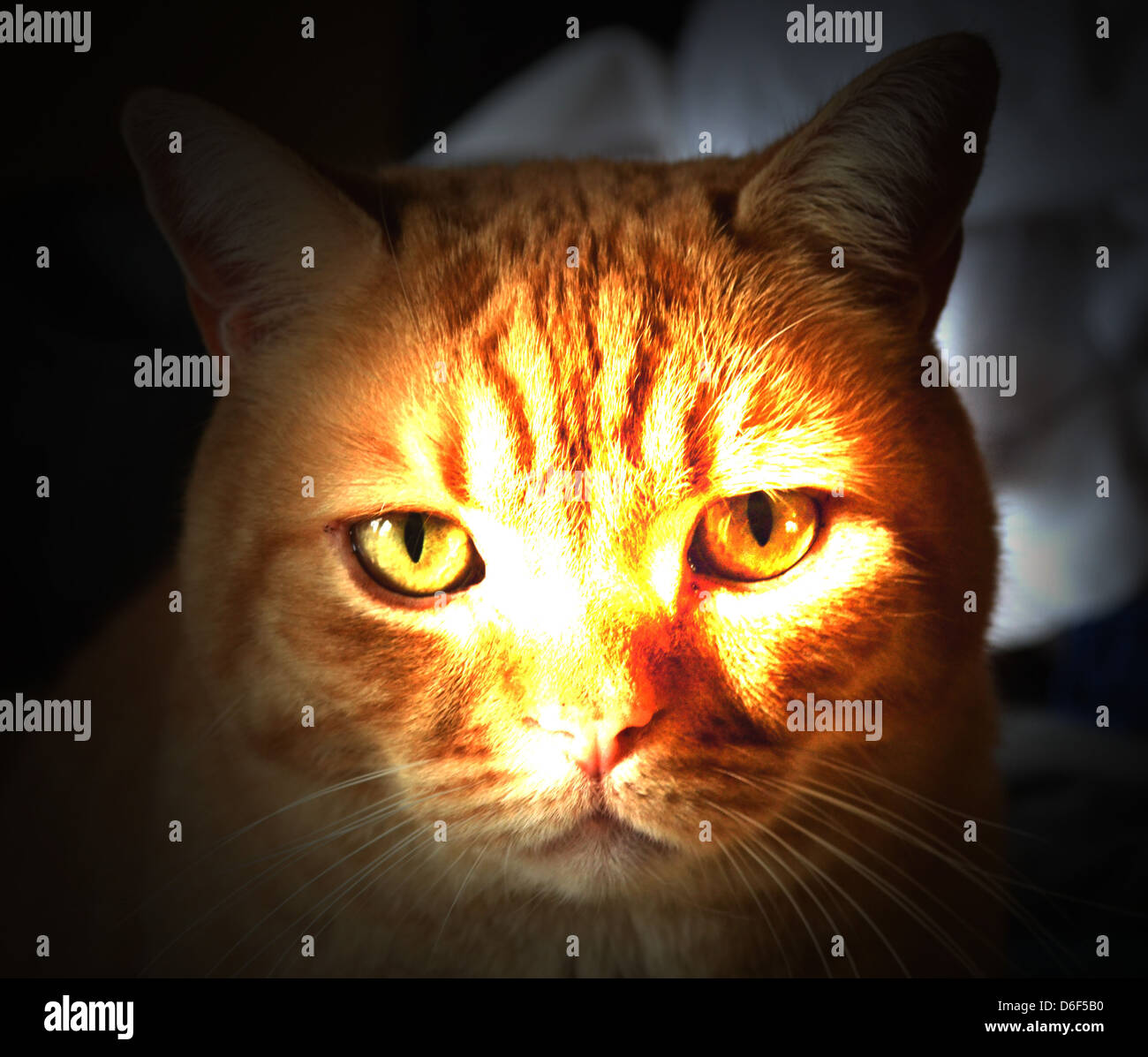 Ginger glowing hi-res stock photography and images - Alamy