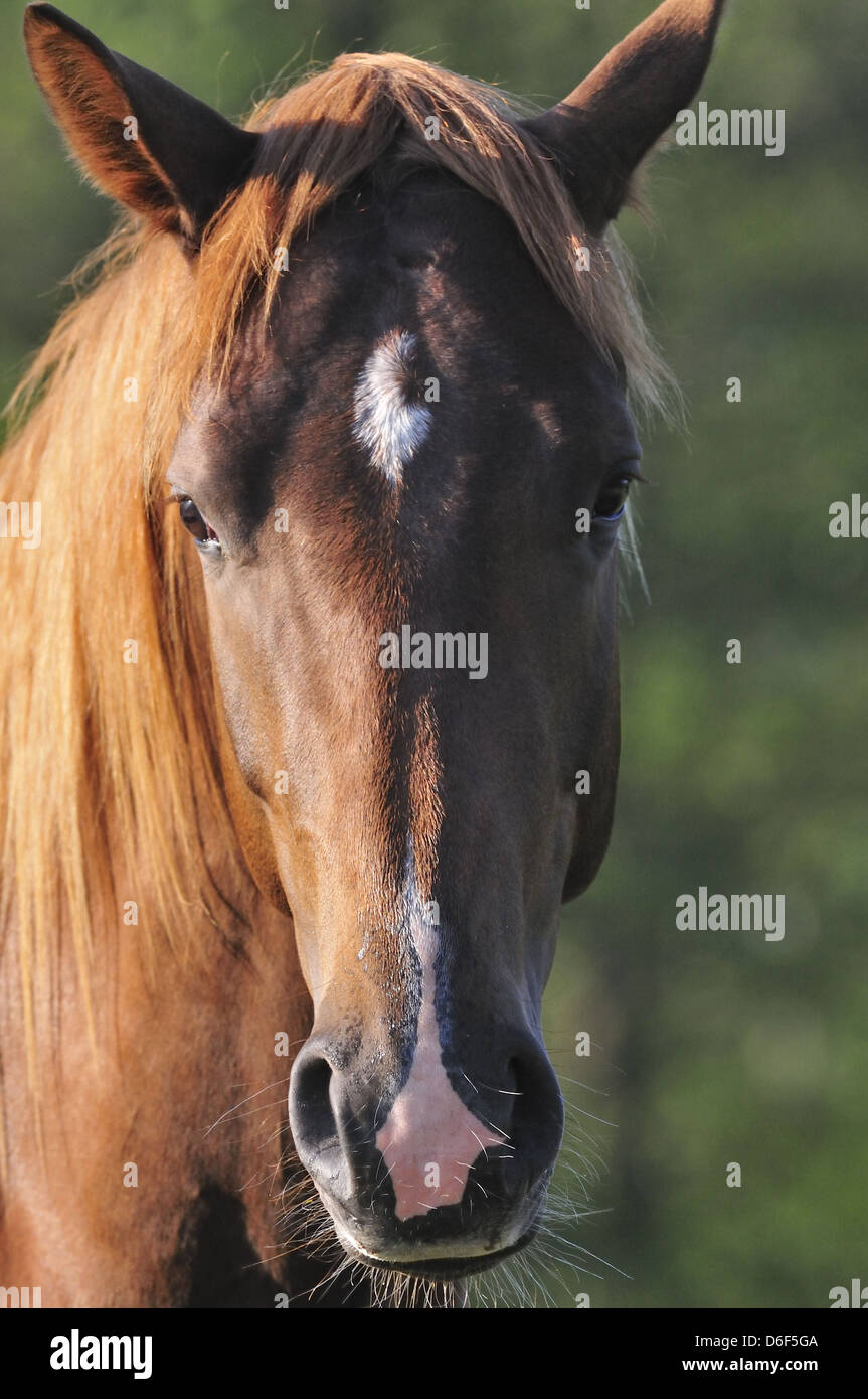 Portrait of a horse Stock Photo - Alamy