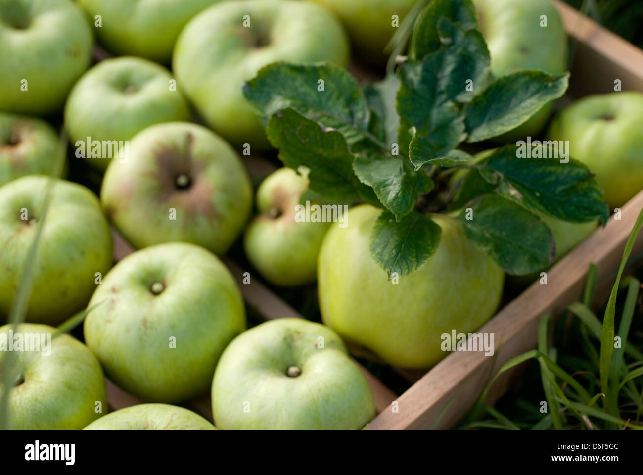 Bramley apples box hi-res stock photography and images - Alamy