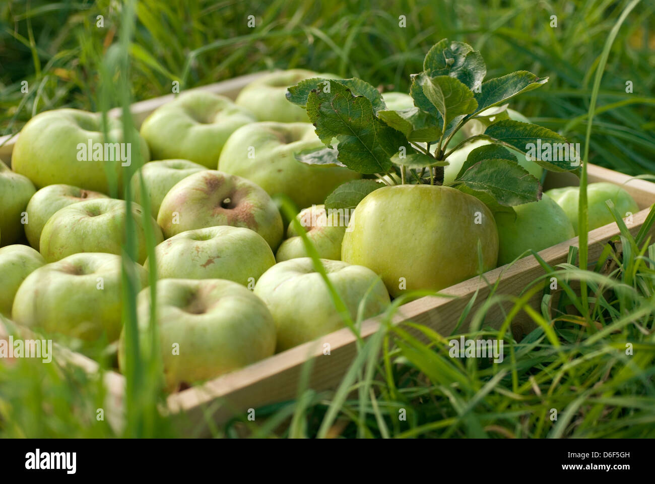 Bramley apples box hi-res stock photography and images - Alamy