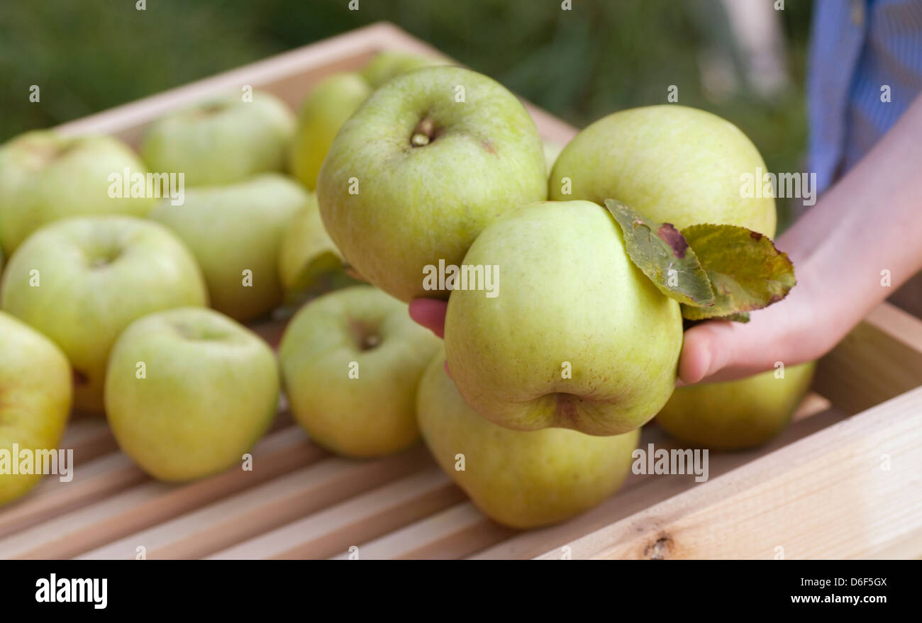 Bramley apples box hi-res stock photography and images - Alamy