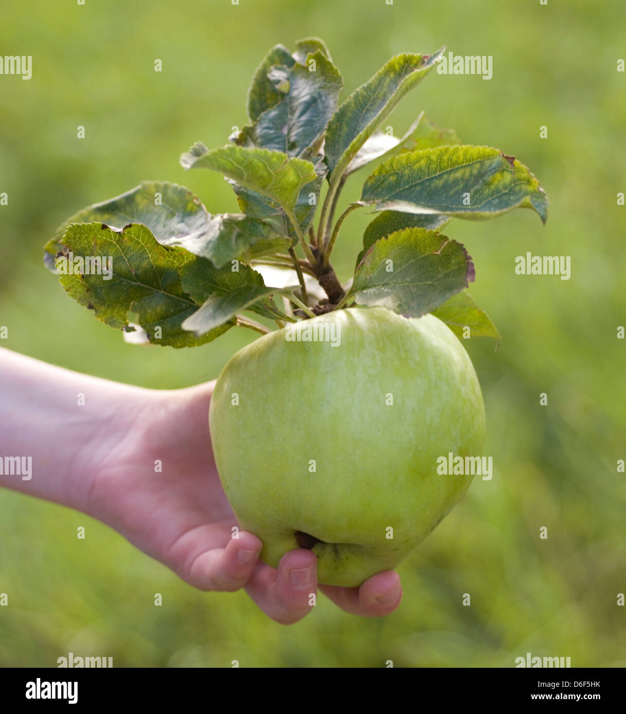 Bramley apple leaf hi-res stock photography and images - Alamy