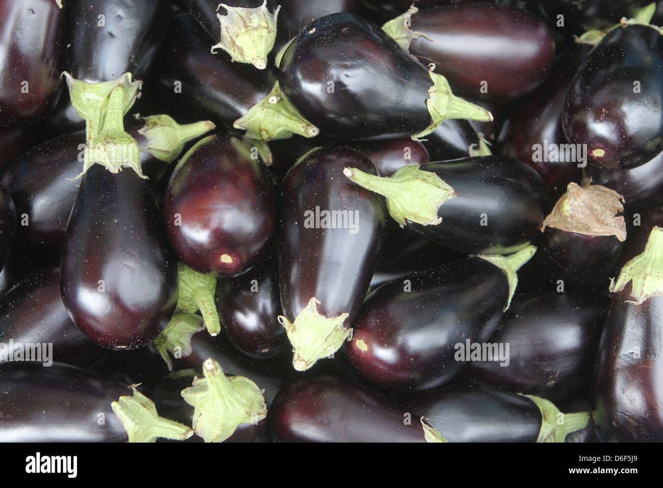 Handewitt, Germany, eggplant in a display Stock Photo - Alamy