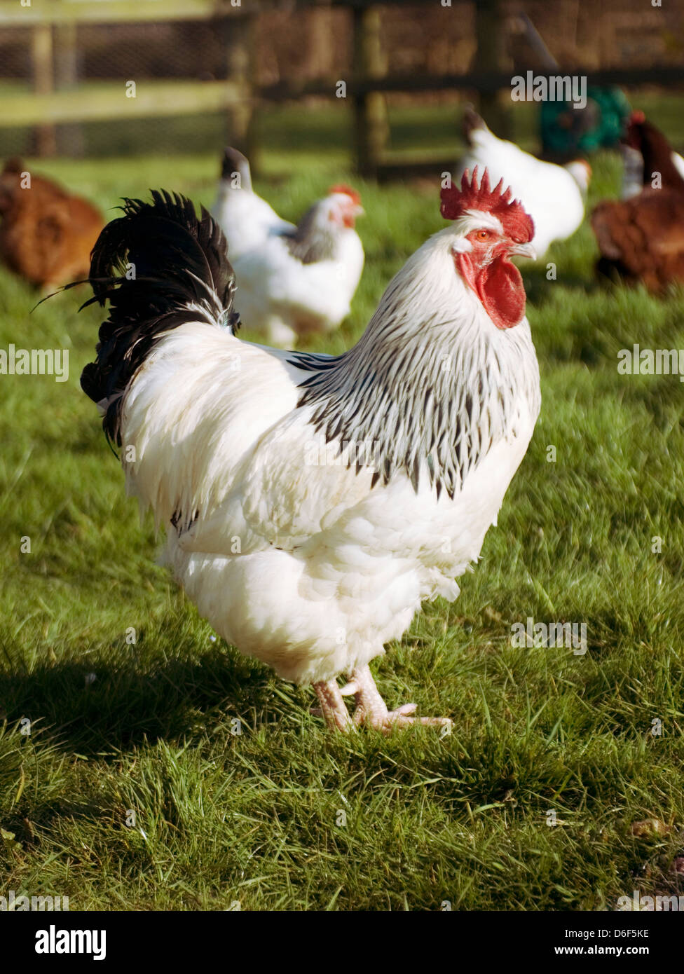 Cockerels and hens hi-res stock photography and images - Alamy