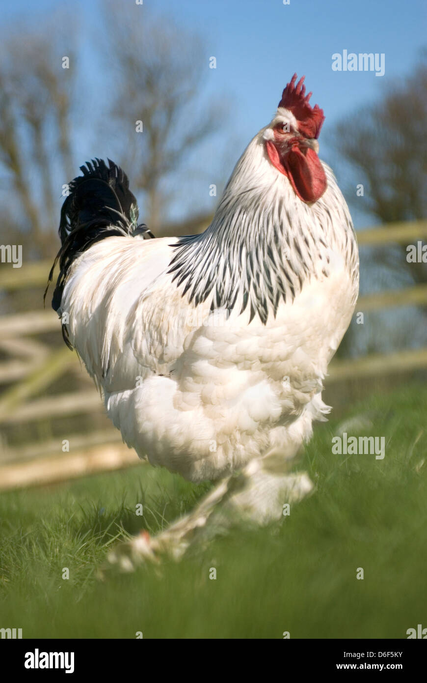 Light Sussex Cockerel Stock Photo - Alamy