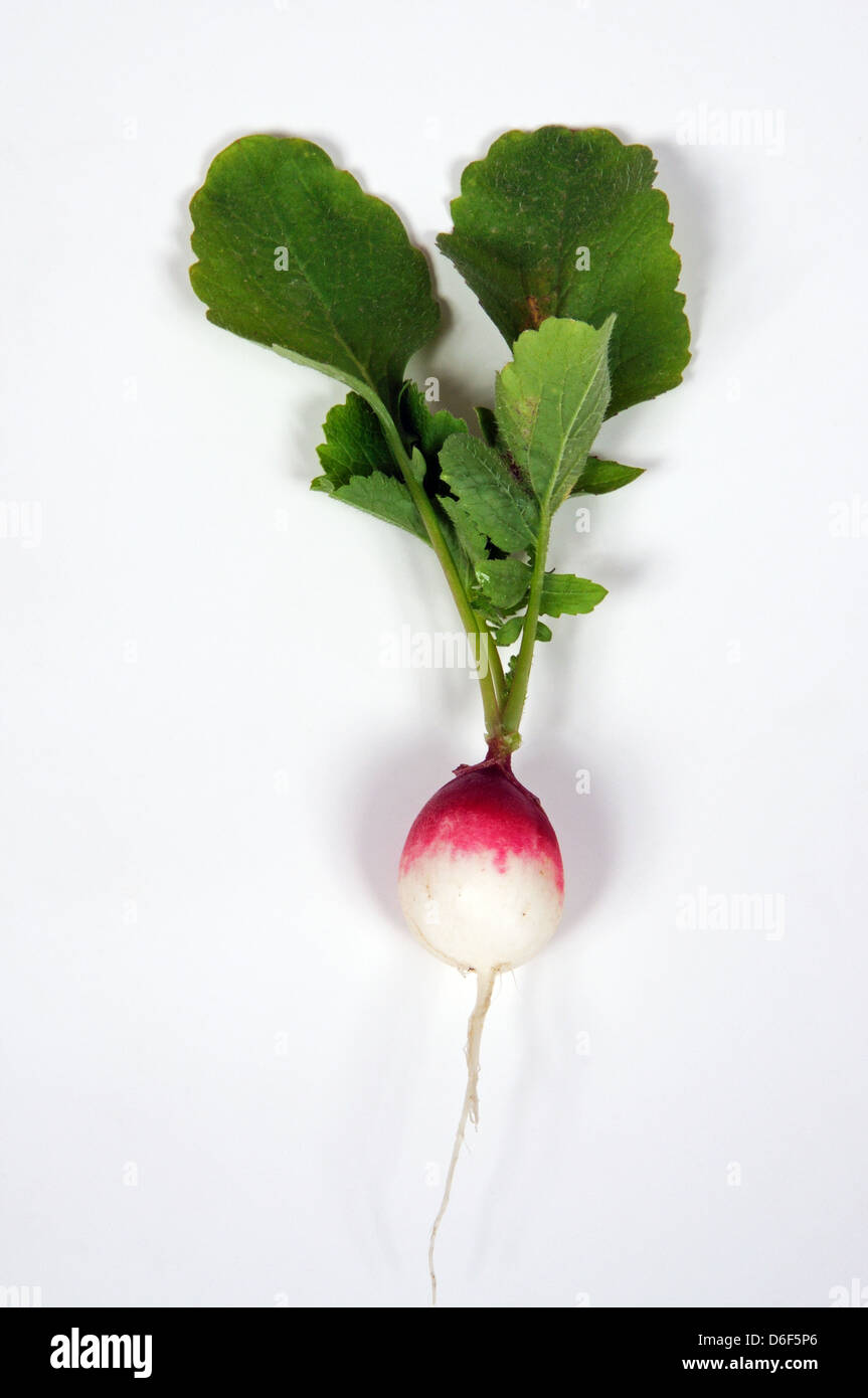 Red Head Radish against a white background Stock Photo - Alamy
