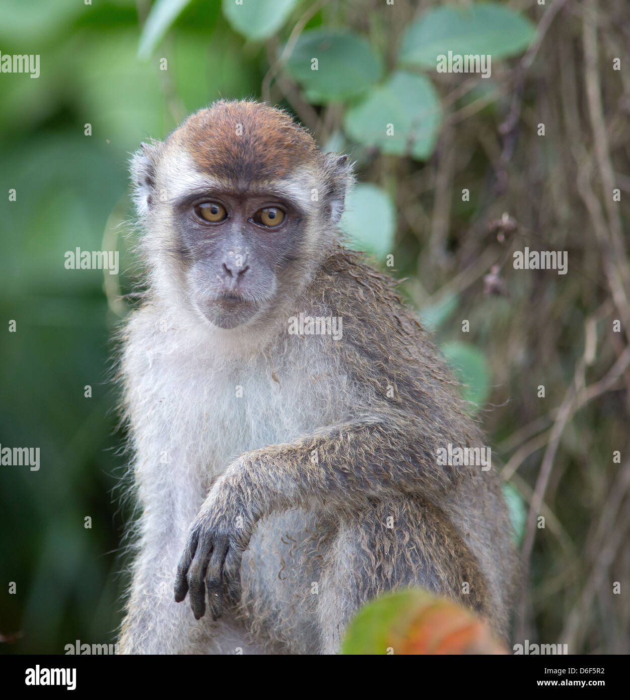 Relaxed pose of a young female Long Tailed Macaque Macaca fascicularis ...