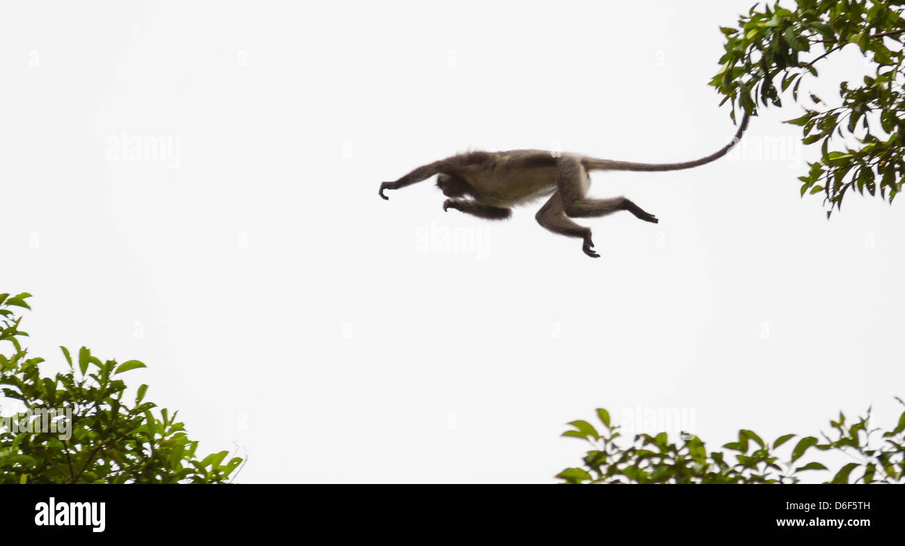 Leaping Macaque High Resolution Stock Photography and Images - Alamy