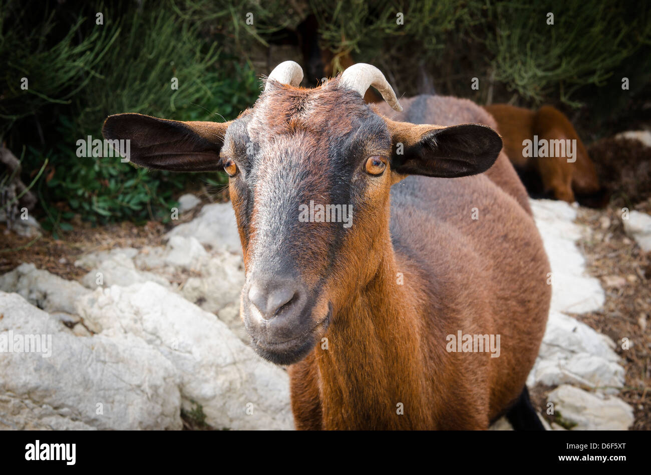 Goat majorca balearic islands spain hi-res stock photography and images ...