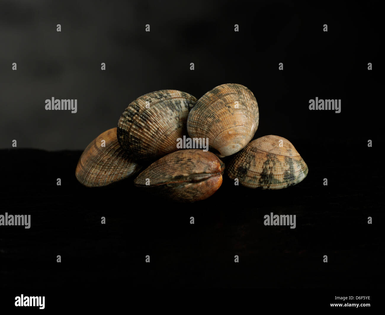 Round clams hi-res stock photography and images - Alamy