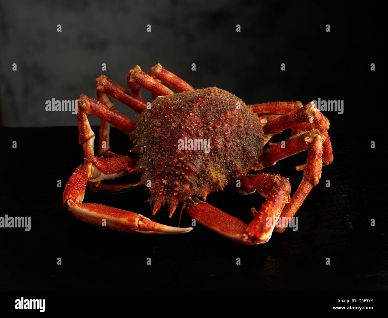 Uncooked spider crab hi-res stock photography and images - Alamy