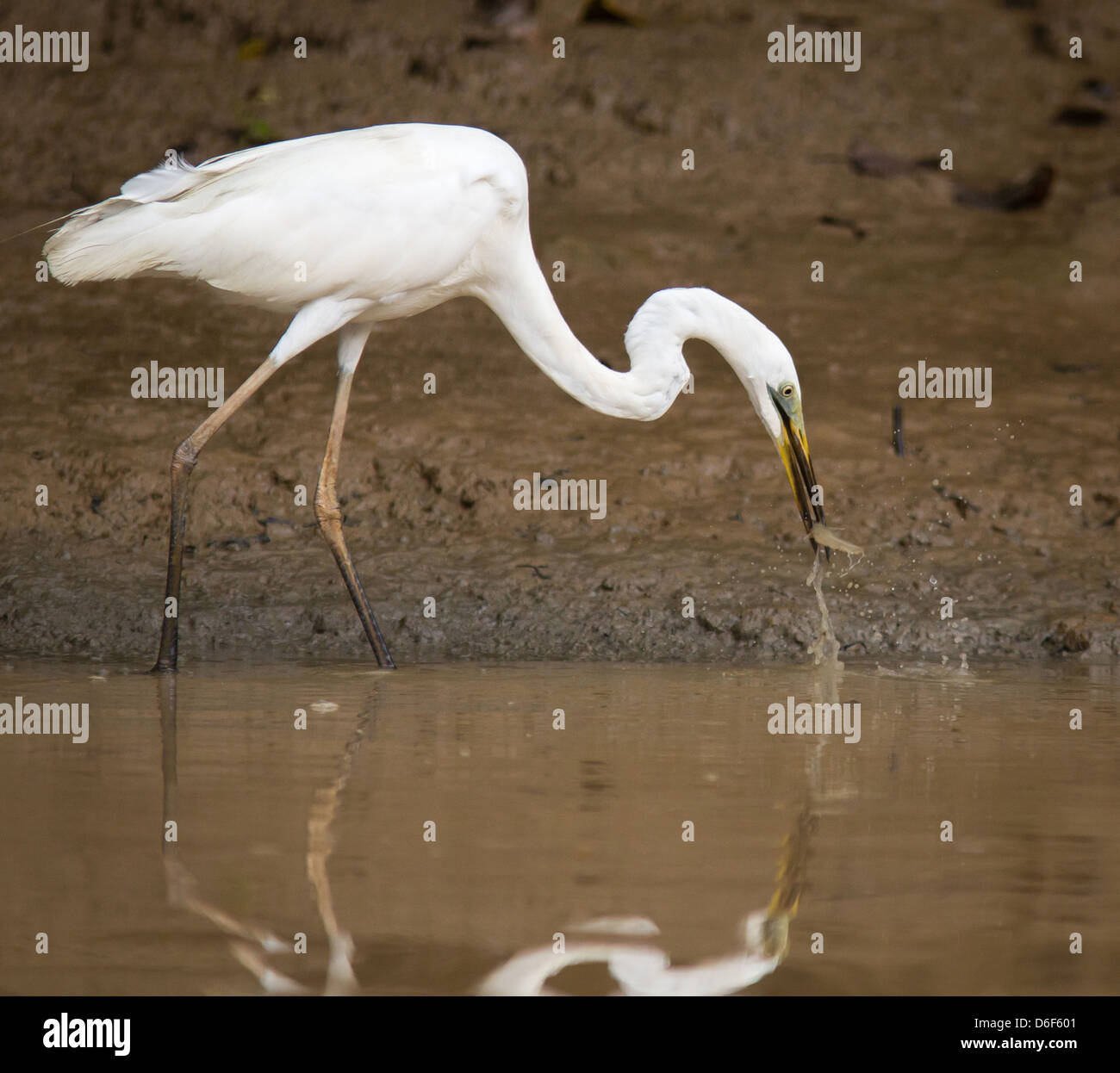 Grabbing a fish hi-res stock photography and images - Alamy