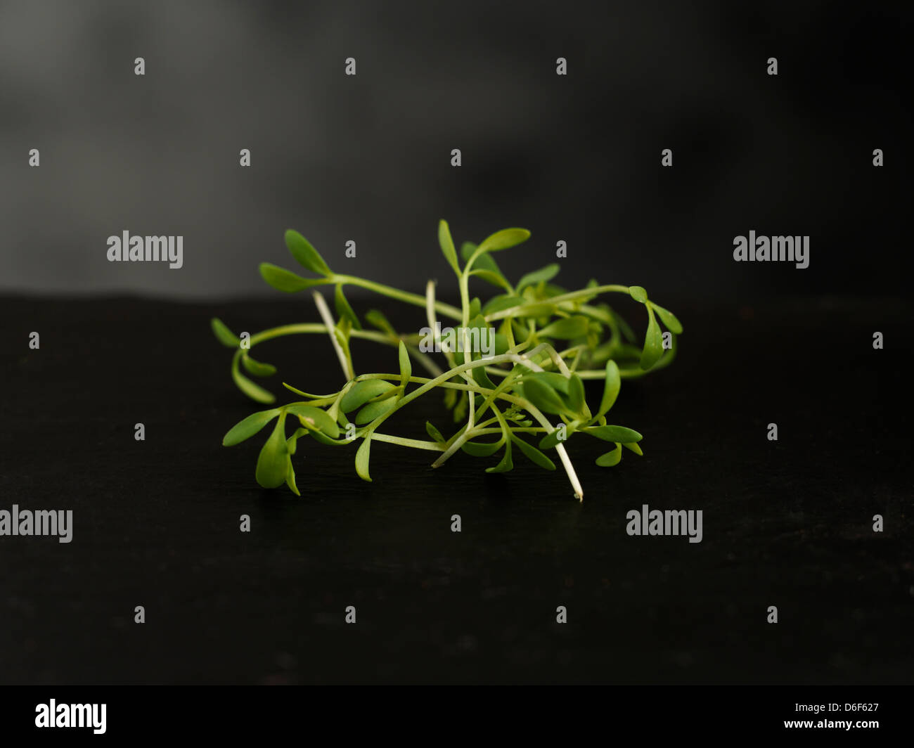 Greek cress hi-res stock photography and images - Alamy