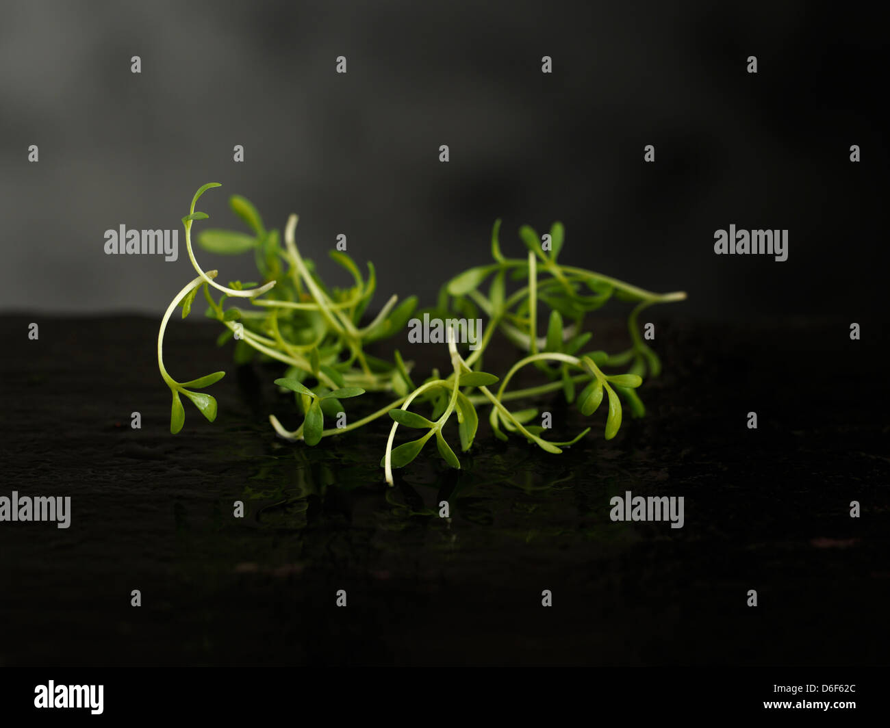 Greek cress hi-res stock photography and images - Alamy