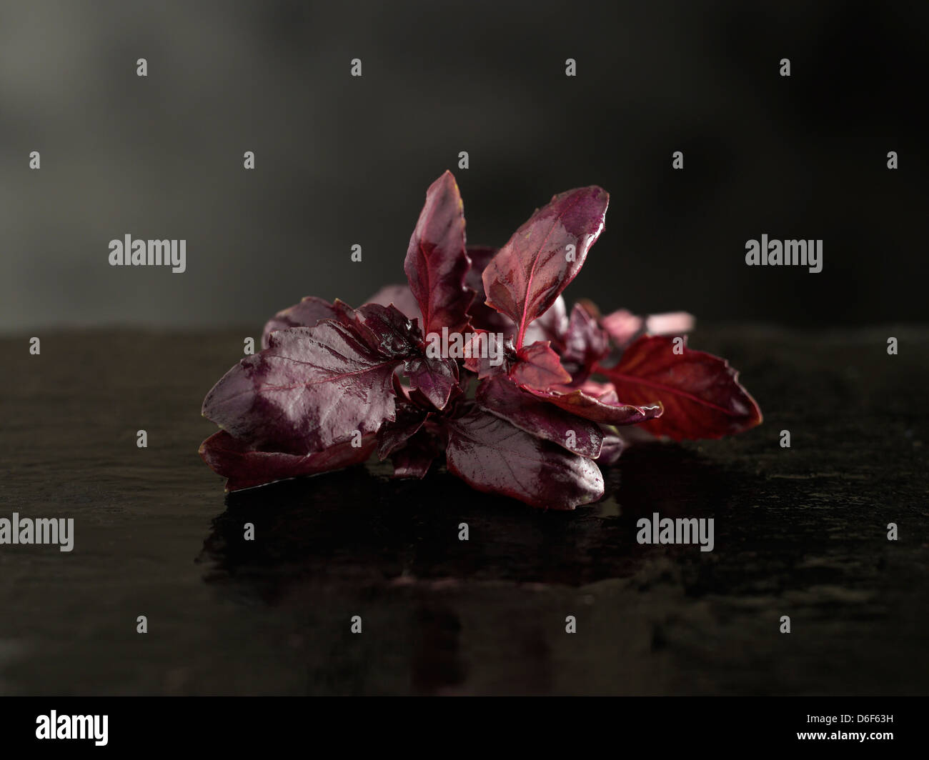 Micro basil leaves hi-res stock photography and images - Alamy