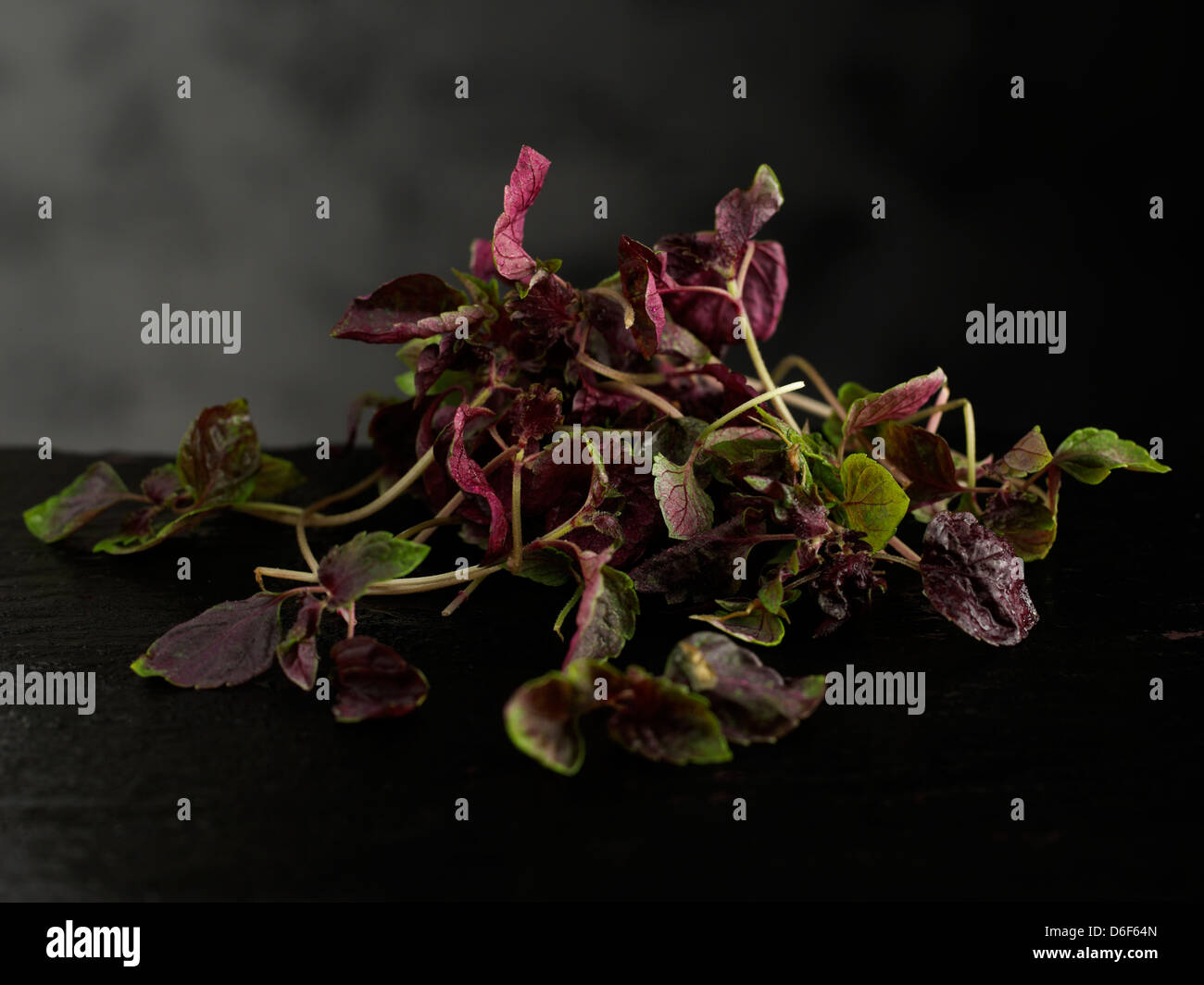 Red perilla hi-res stock photography and images - Alamy