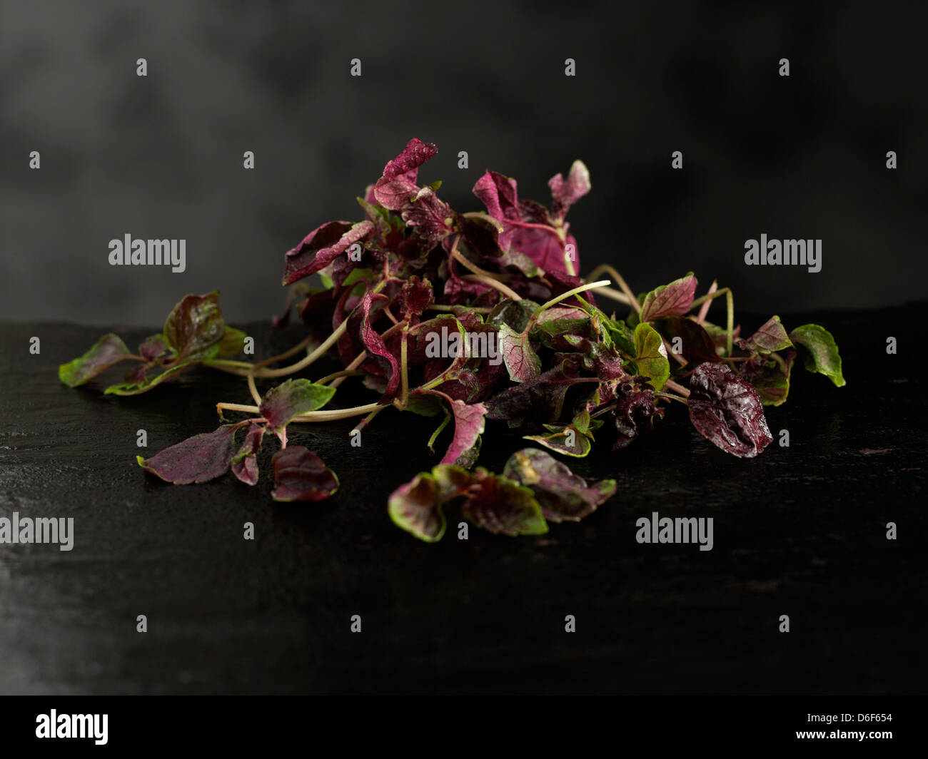 Red perilla hi-res stock photography and images - Alamy