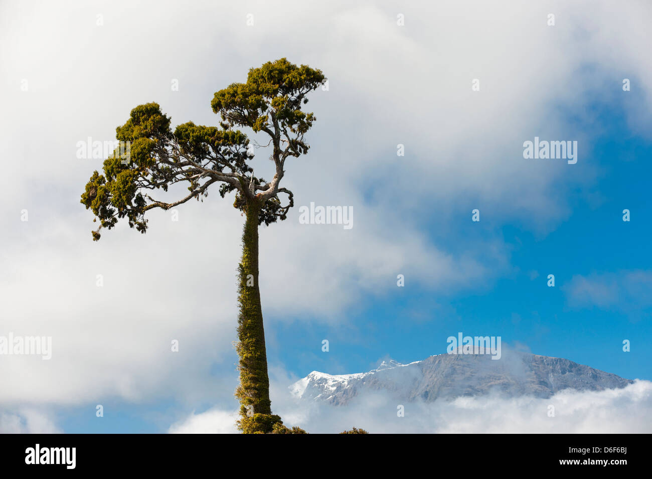 Pahautea tree and mountains near Okuru. New Zealand, South Island Stock ...