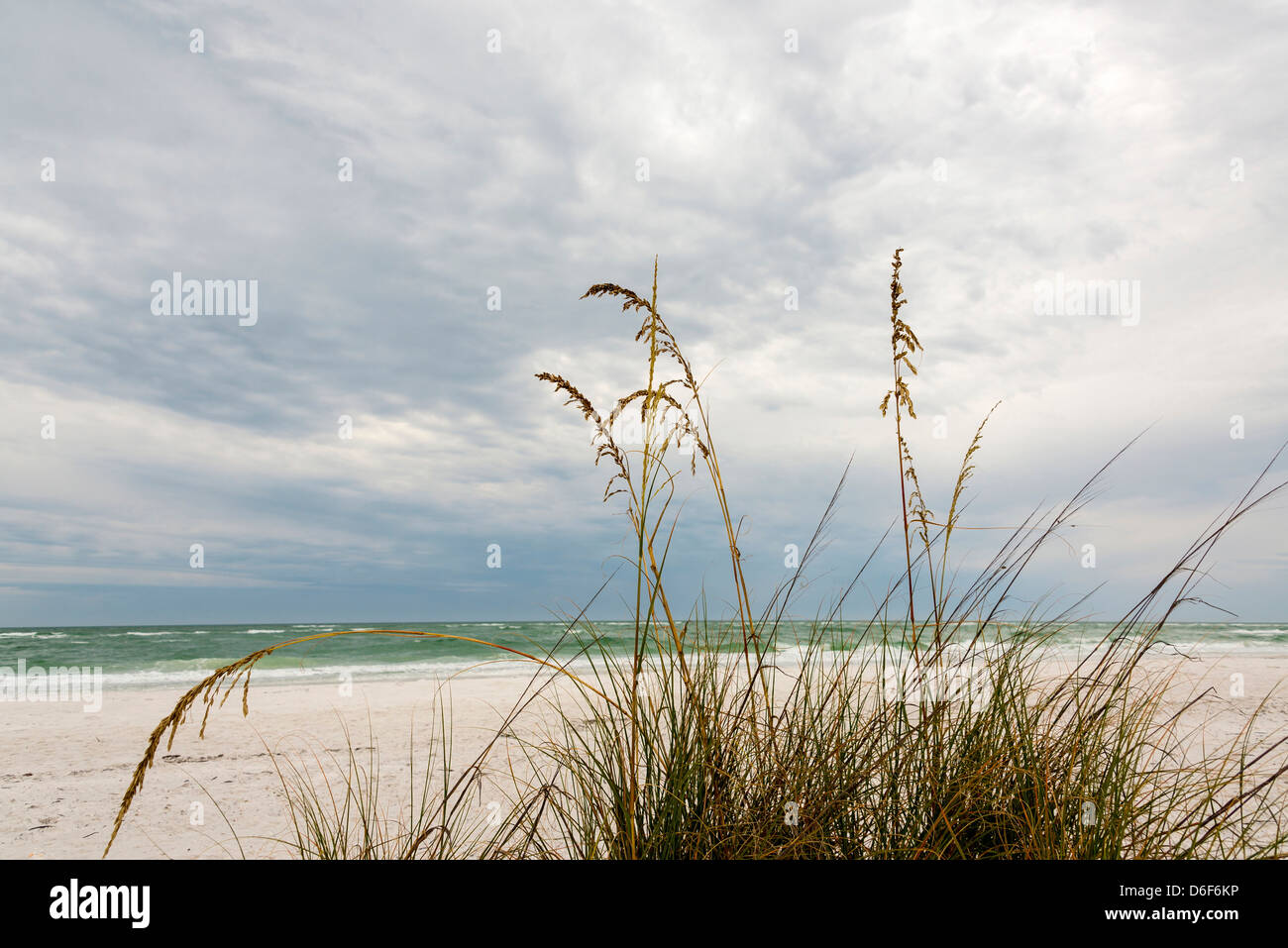 Windswept grasses hi-res stock photography and images - Alamy