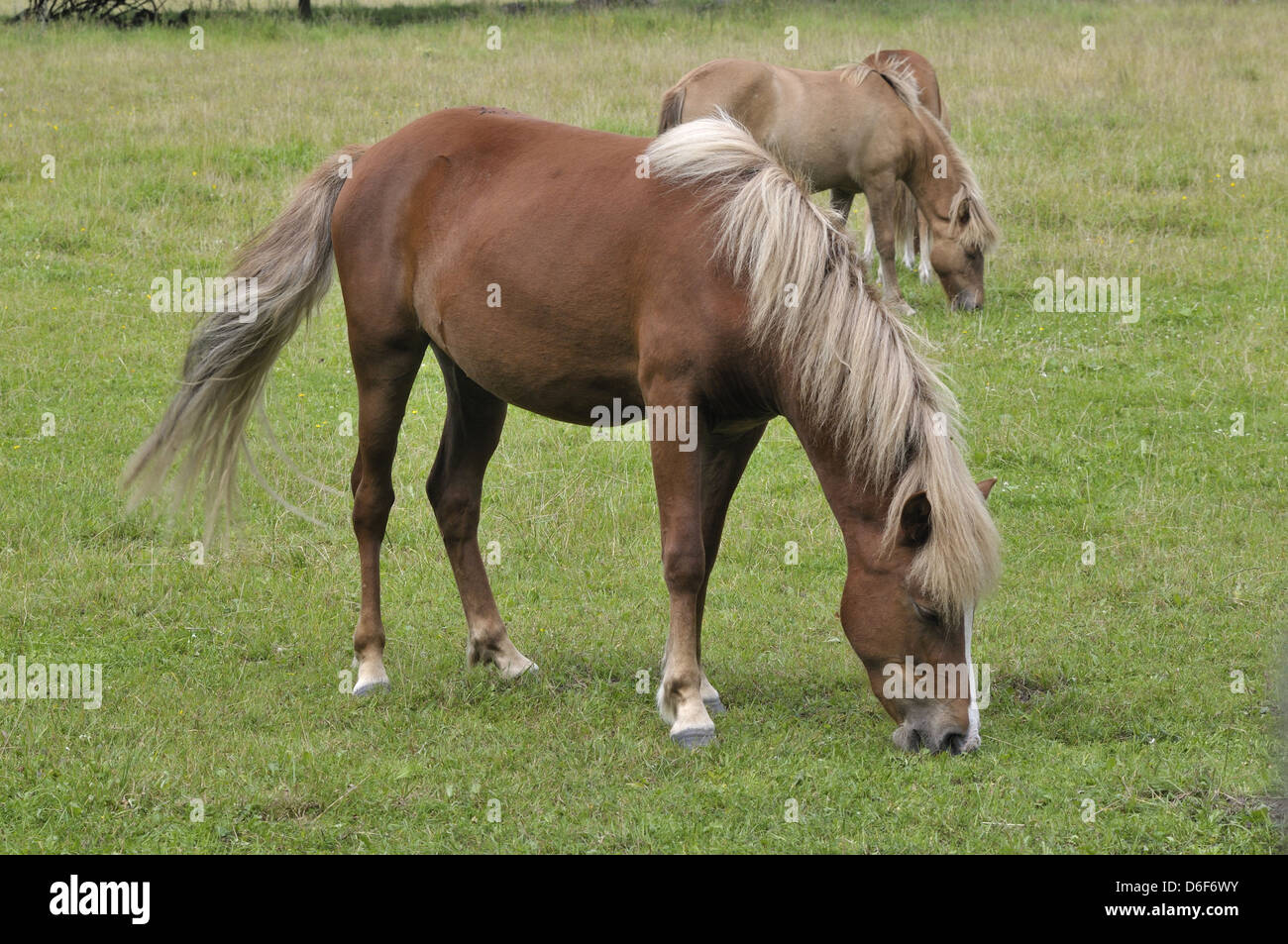 Horses feeding on their enclosed summer pasture-land Stock Photo - Alamy