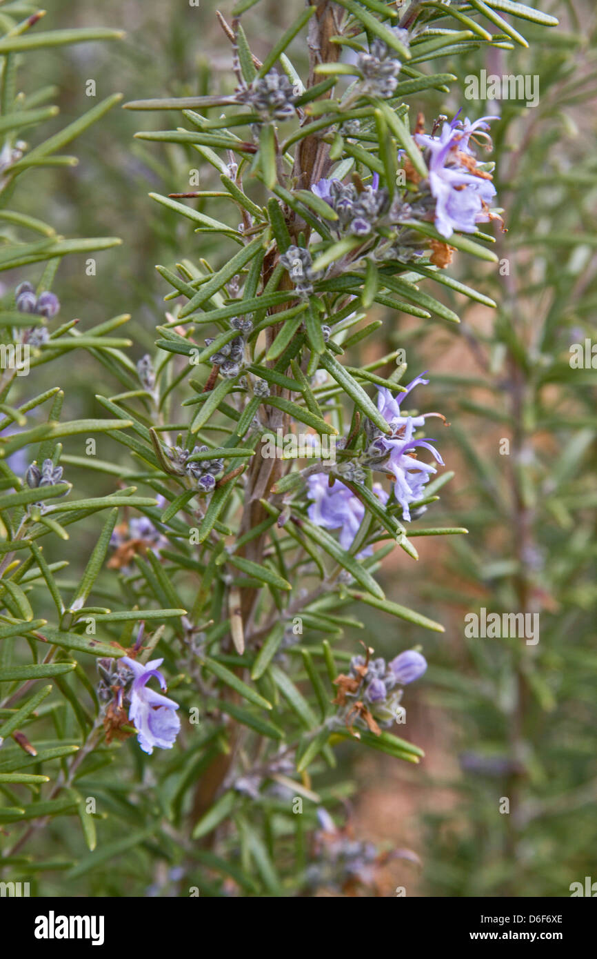 A close up of a flowering rosemary plant in a herb garden Stock Photo ...