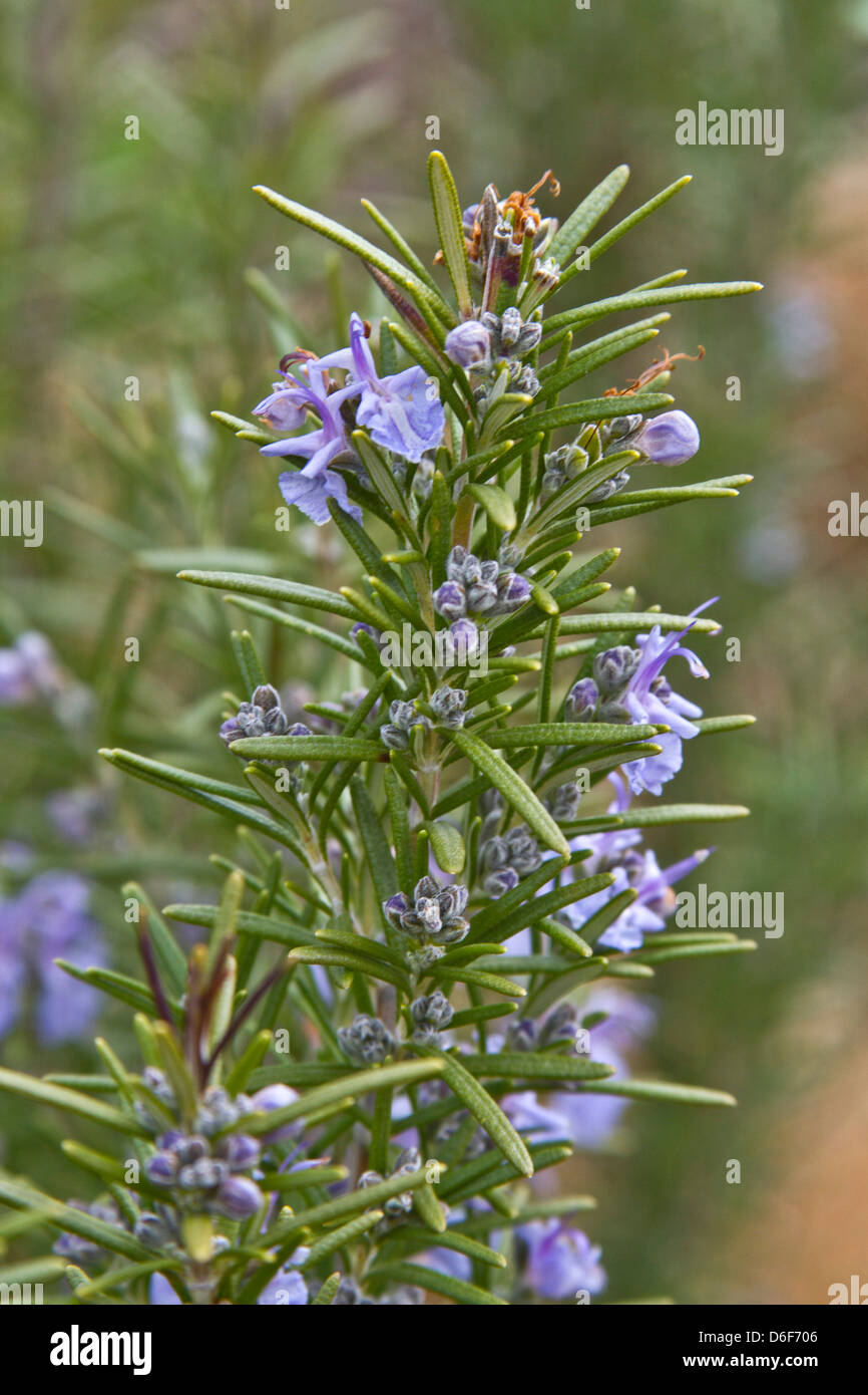 Close up of a flowering Rosemary plant in early spring Stock Photo - Alamy