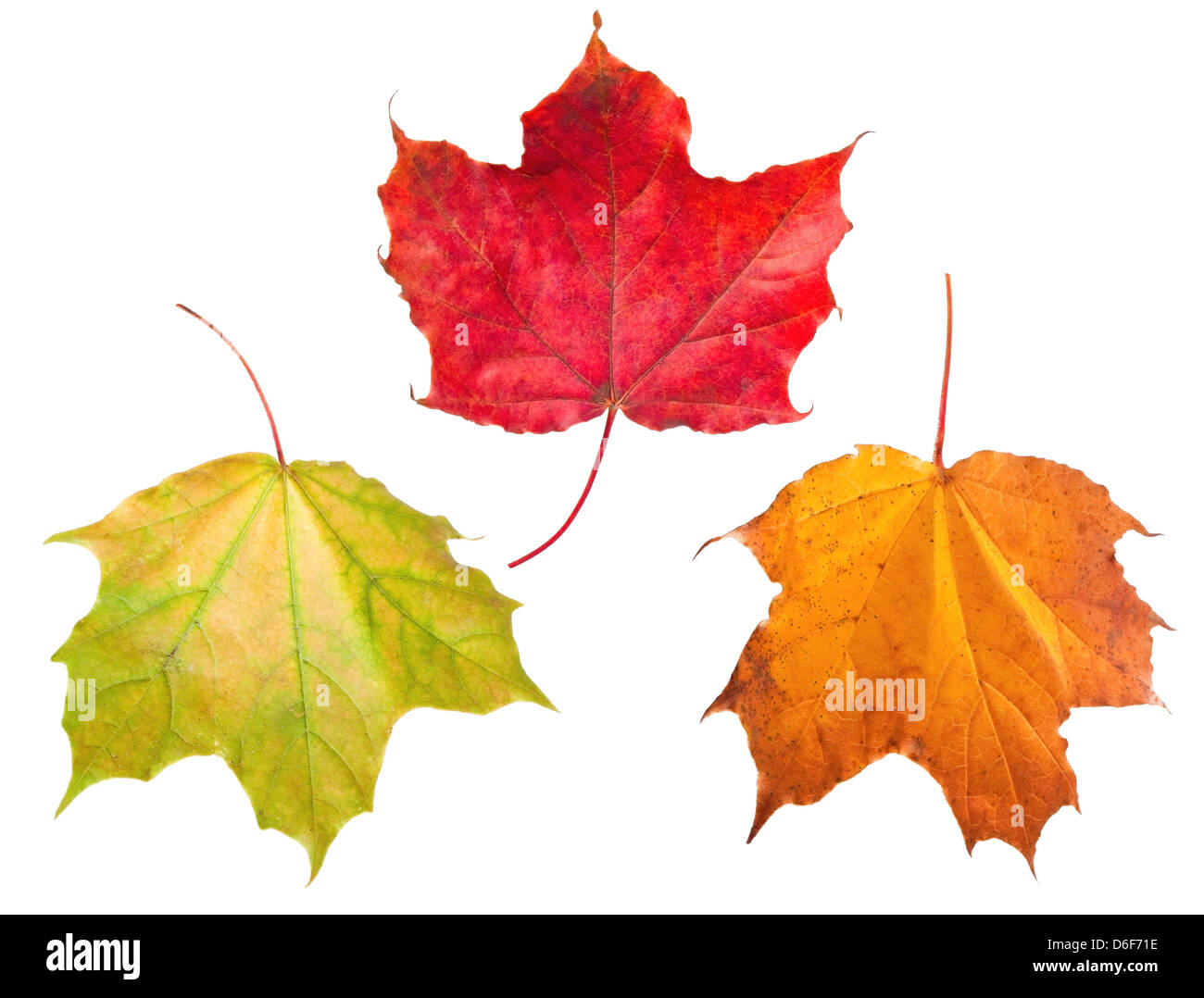 Three maple leafs on the white background Stock Photo - Alamy