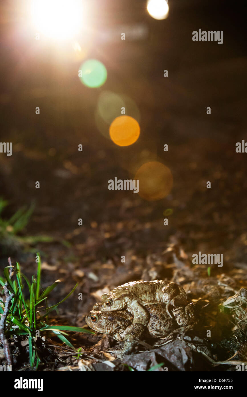 Germany/Saxony/Bluno, toad migratiion, a toad (european toad - bufo ...