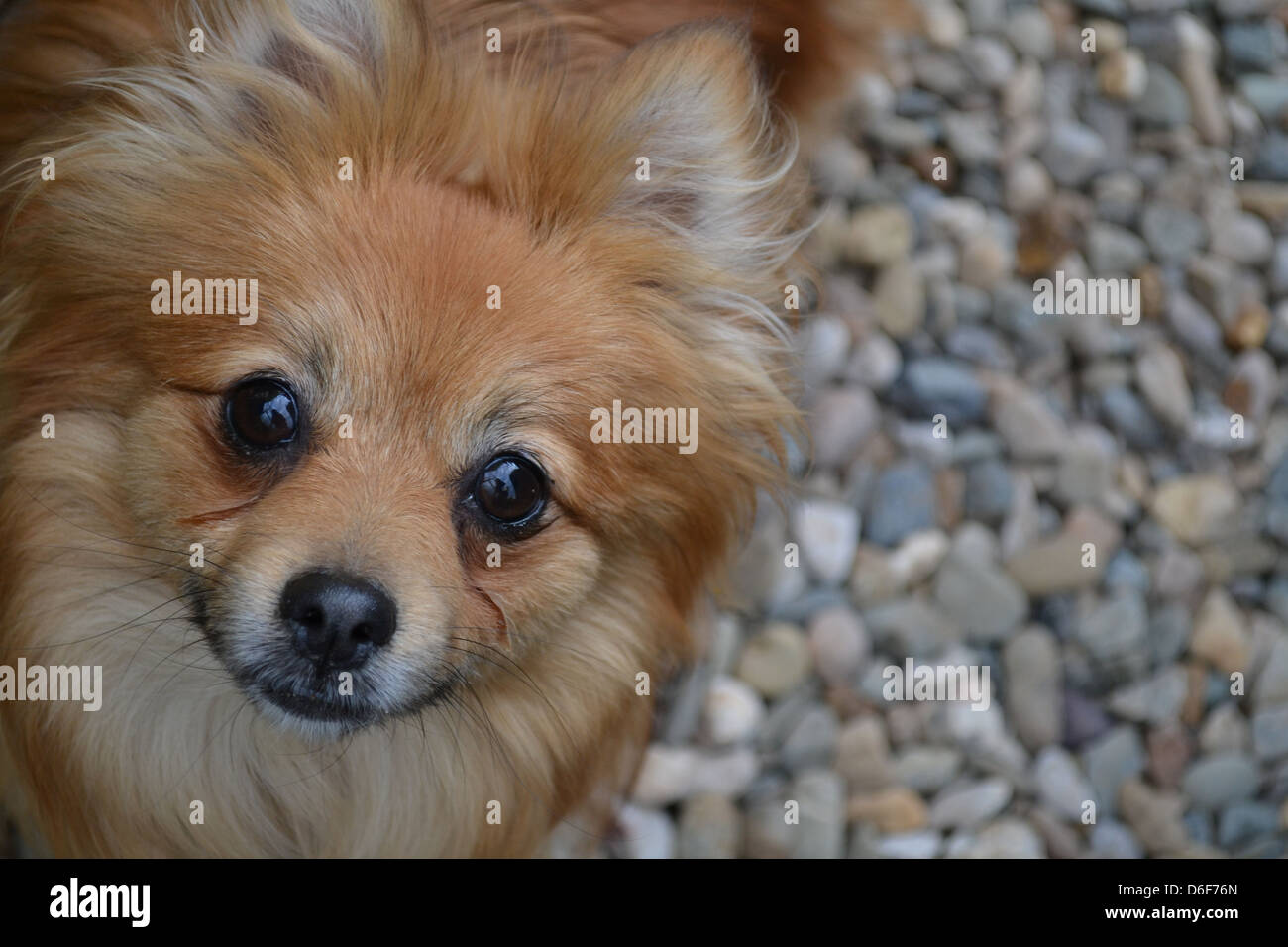 Beautiful Pomeranian dog looking up with big brown eyes on a pebble ...